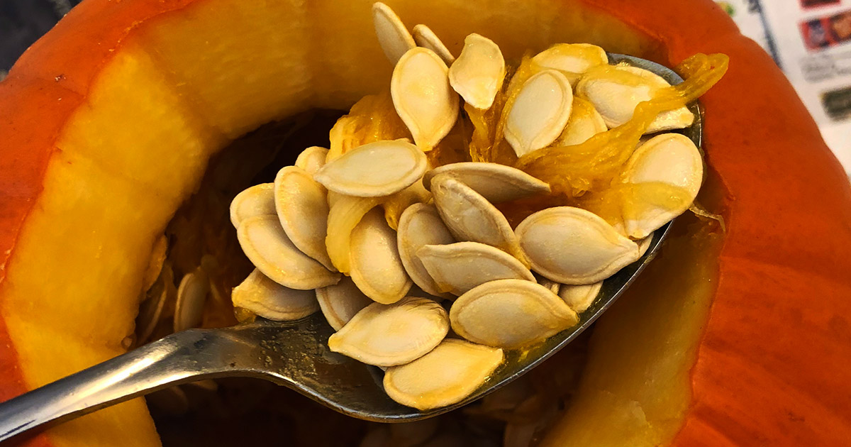 How To Roast Pumpkin Seeds! | Dinosaur Dracula!